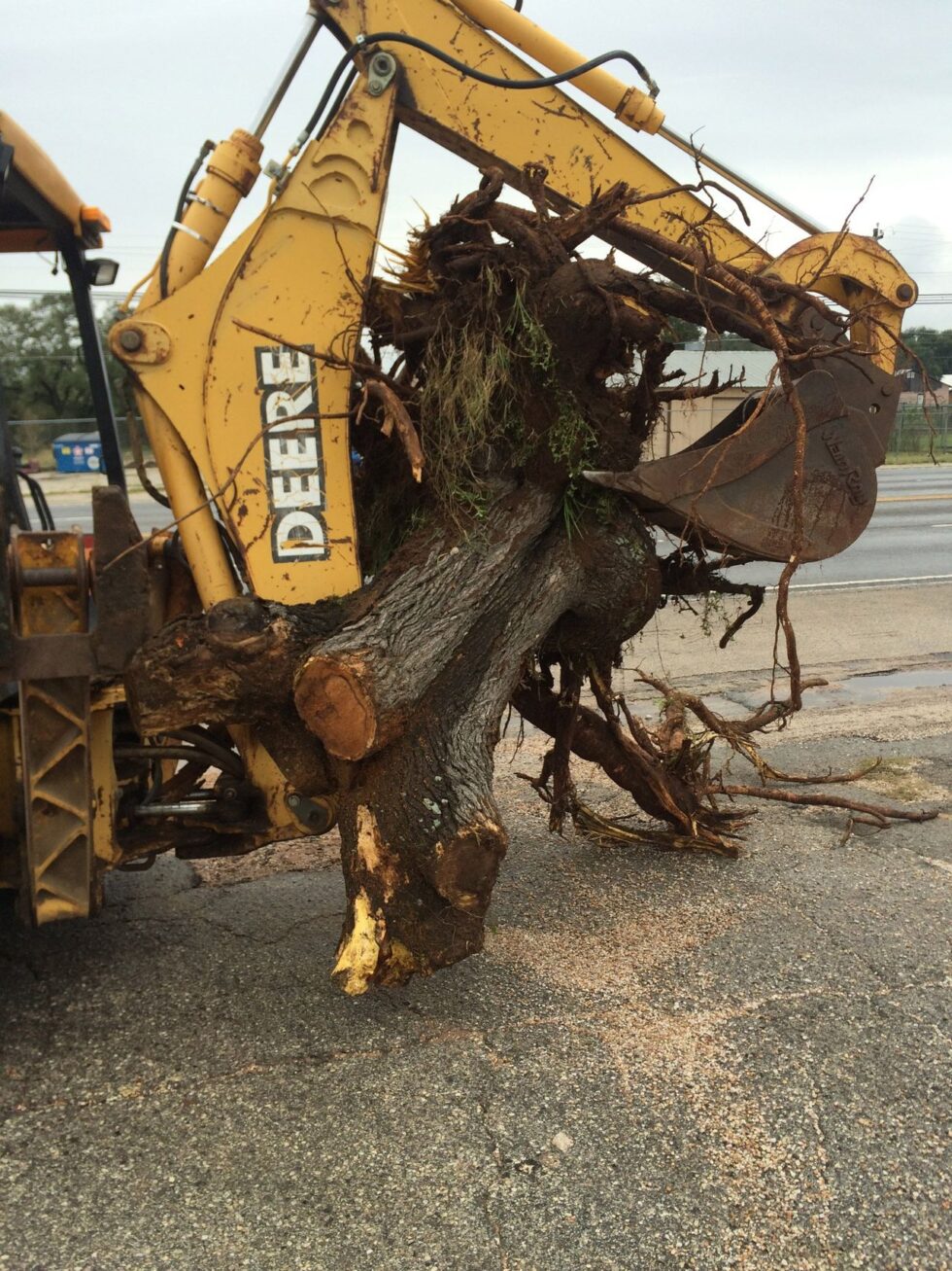 Bobcat Services in Kingsland, TX | Rigg’s Tree Experts